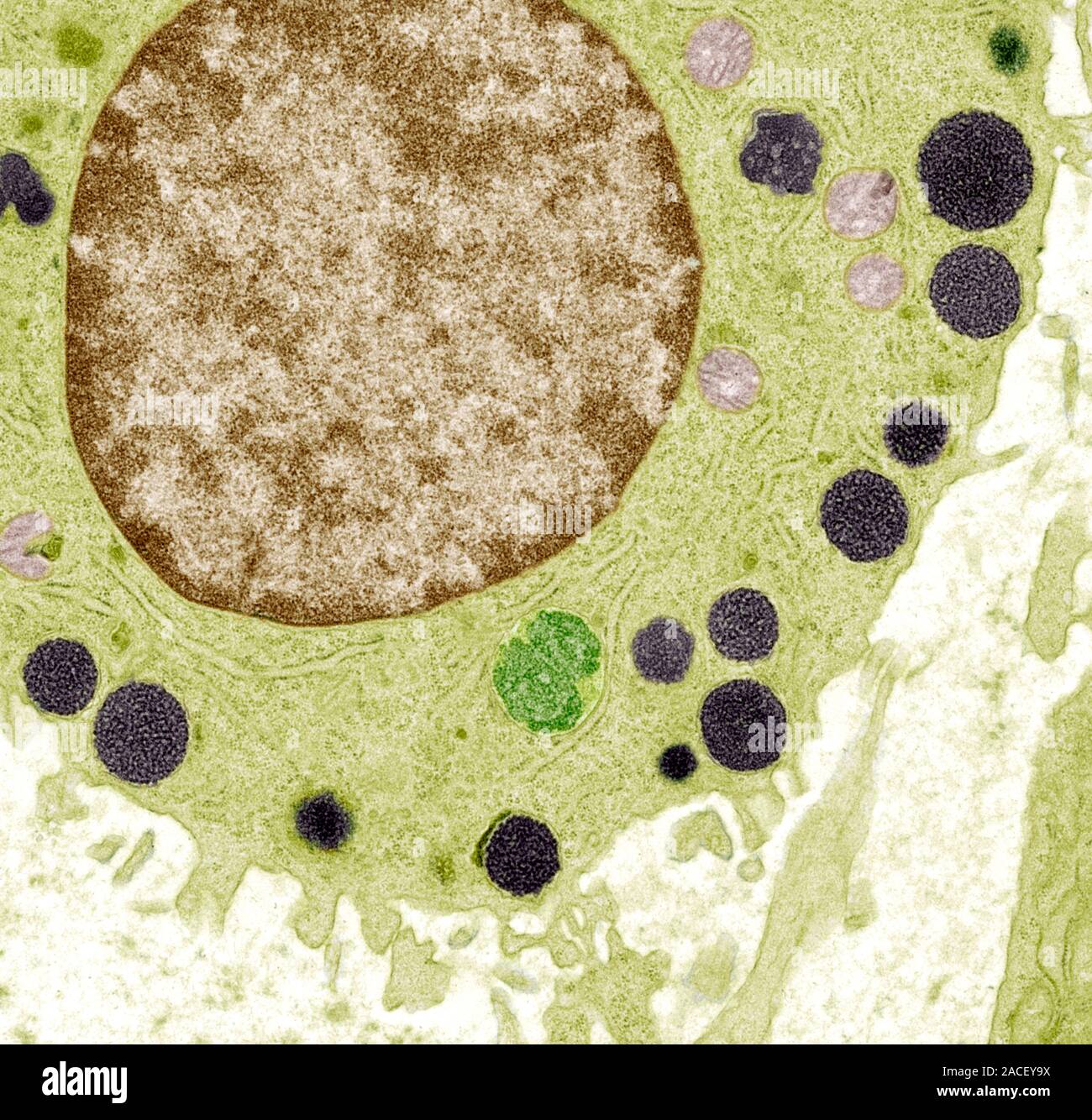 Basophil. Coloured transmission electron micrograph (TEM) of a section ...