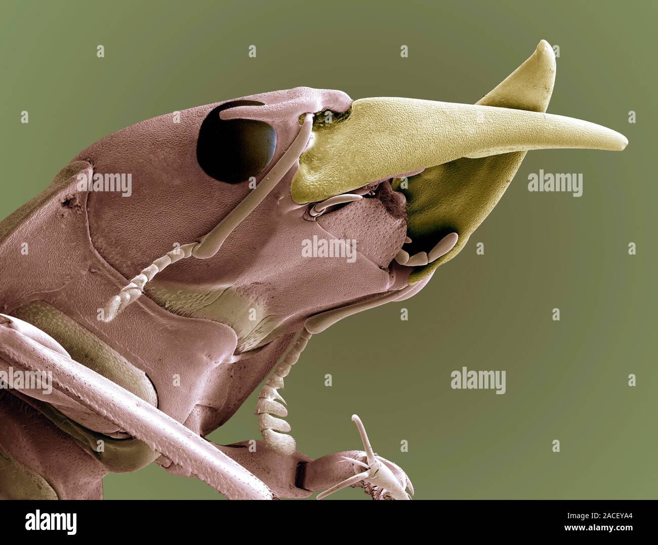 Ground beetle. Coloured scanning electron micrograph (SEM) of the head ...