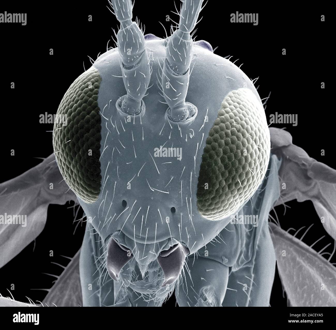 Parasitic wasp. Coloured scanning electron micrograph (SEM) of the head ...