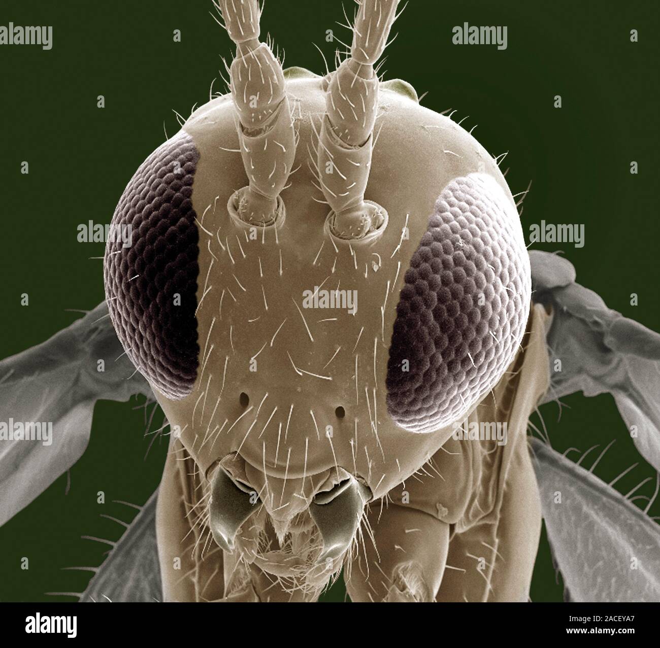 Parasitic wasp. Coloured scanning electron micrograph (SEM) of the head ...