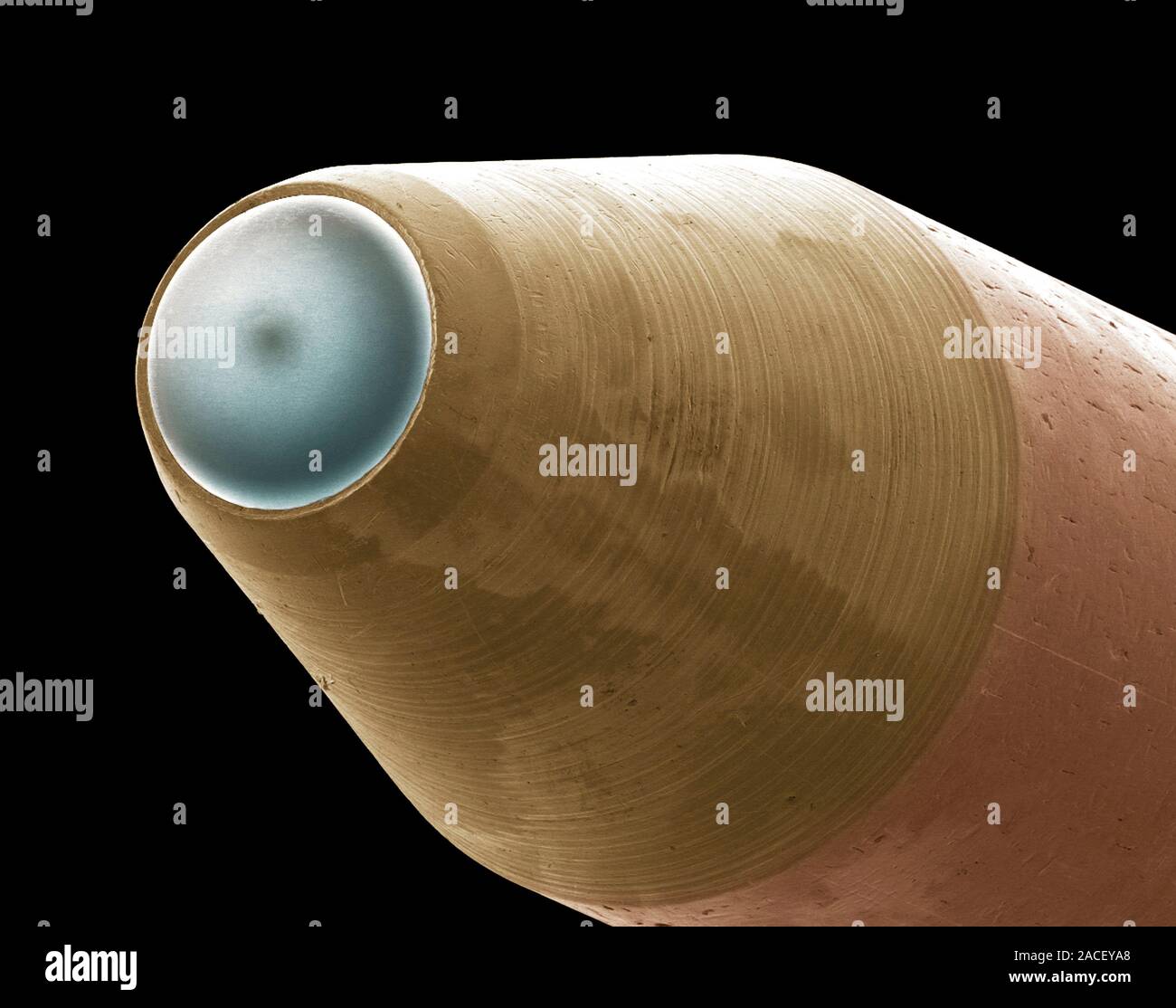 Nib of a ballpoint pen, coloured scanning electron micrograph ...