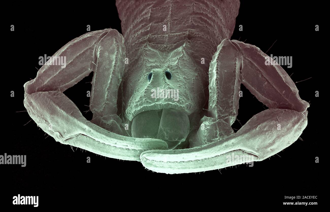 Head of a scorpion, coloured scanning electron micrograph (SEM ...