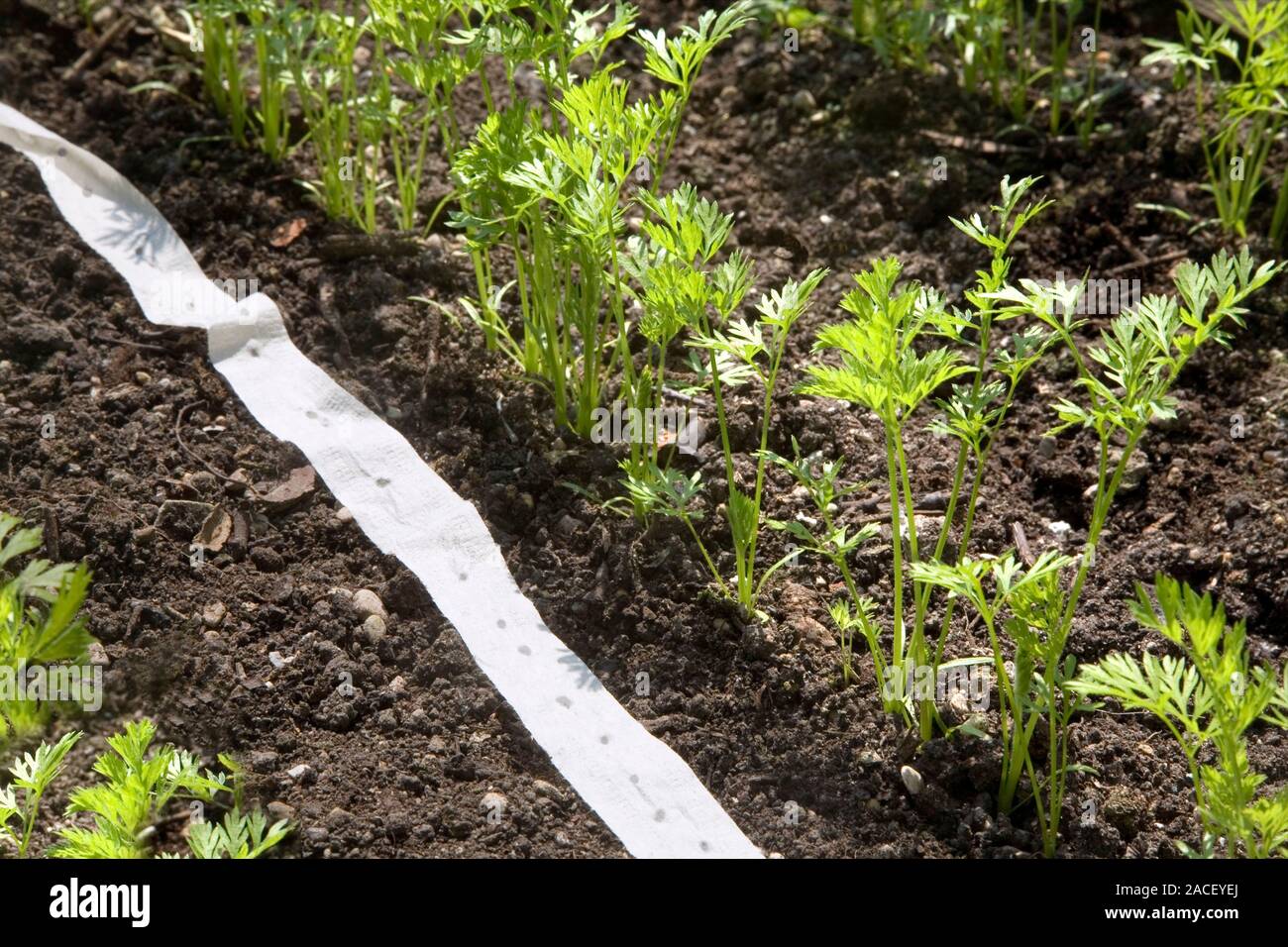 Carrots and seed tape. Seed tape (white strip) is an easy way to pre ...