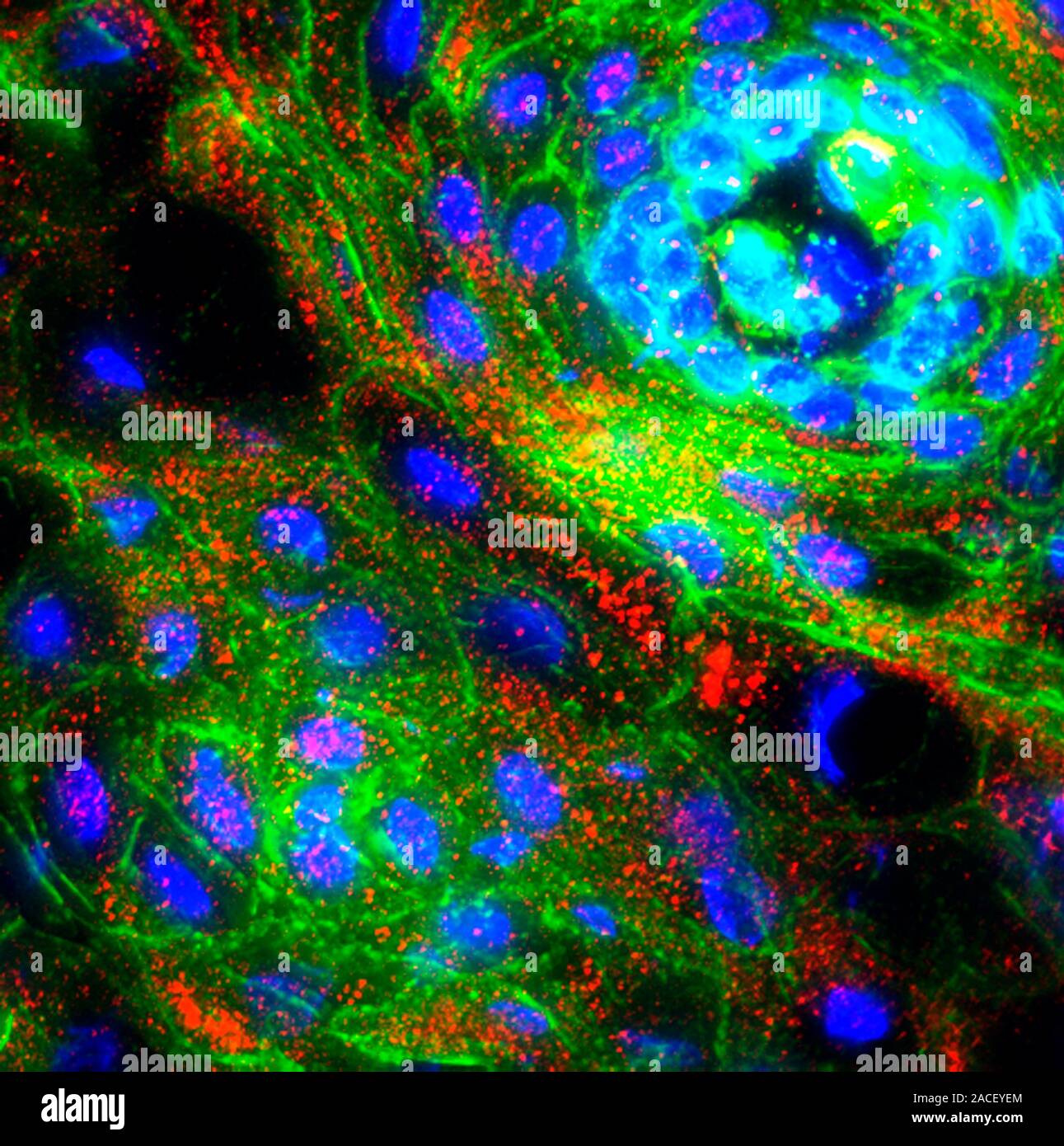 Bladder blood supply. Fluorescence deconvolution micrograph of an area ...
