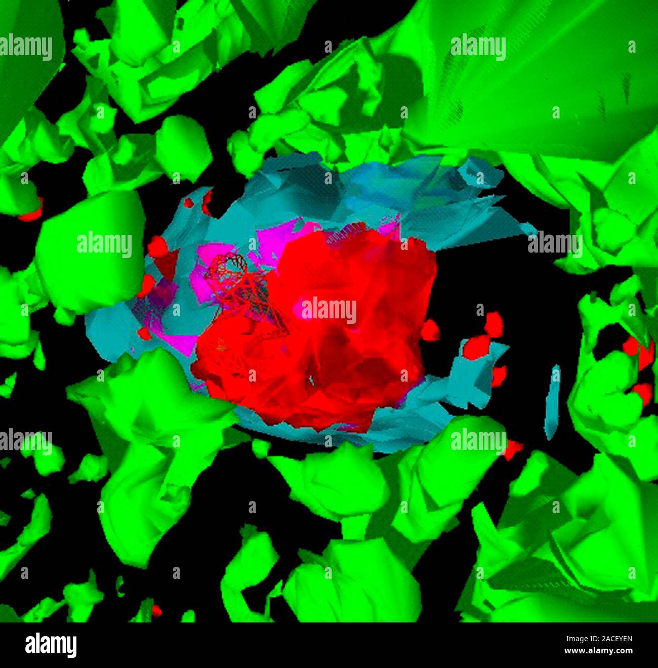 Heart tissue, 3D fluorescence deconvolution micrograph. Stacked images ...