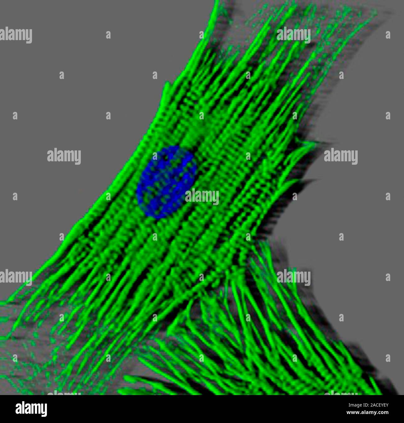 Heart muscle cell, 3D fluorescence deconvolution micrograph. Stacked ...