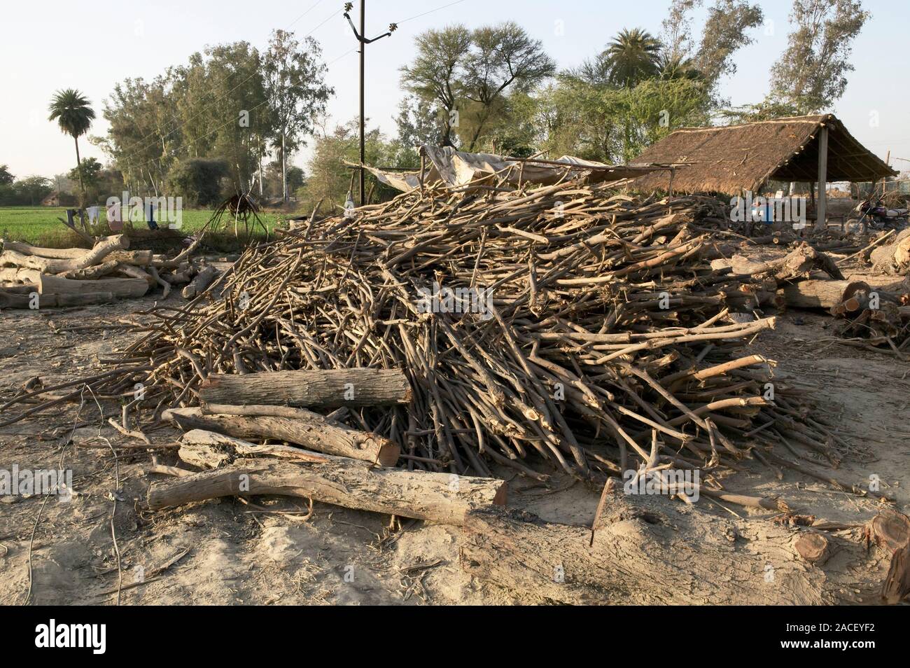Cut fire wood. Photographed in Rajasthan, India Stock Photo - Alamy