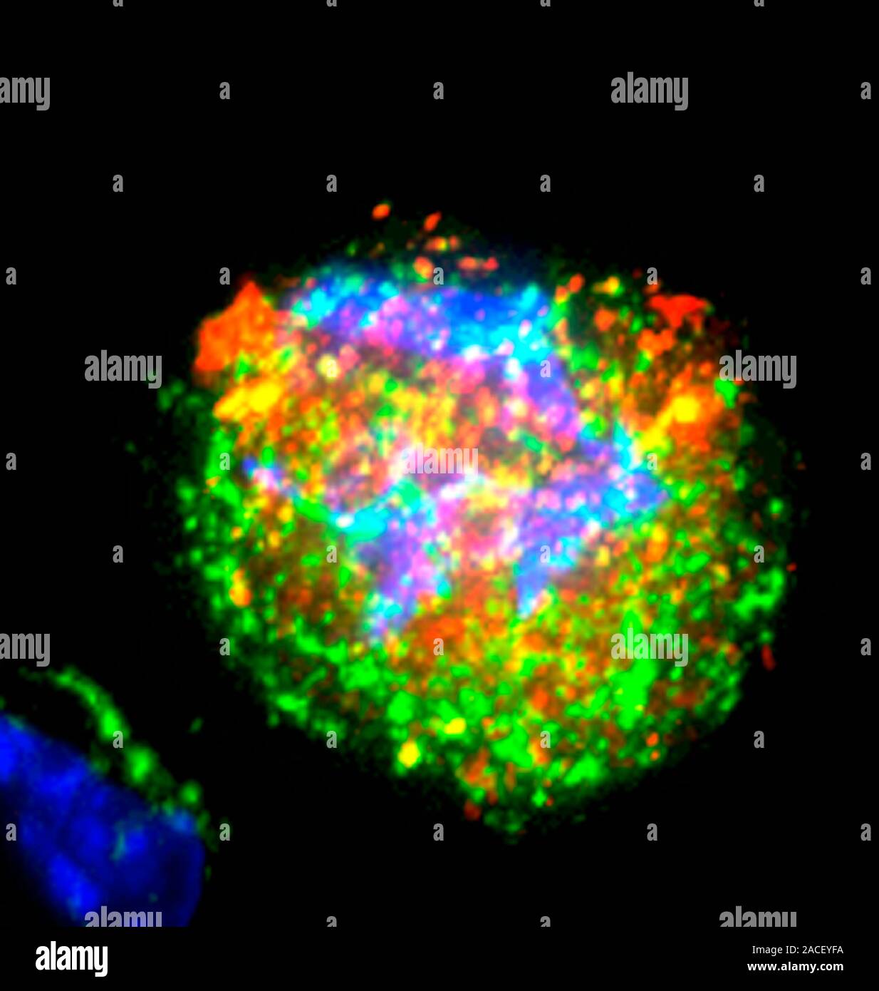 Macrophage, fluorescence deconvolution micrograph. Stacked images of a ...