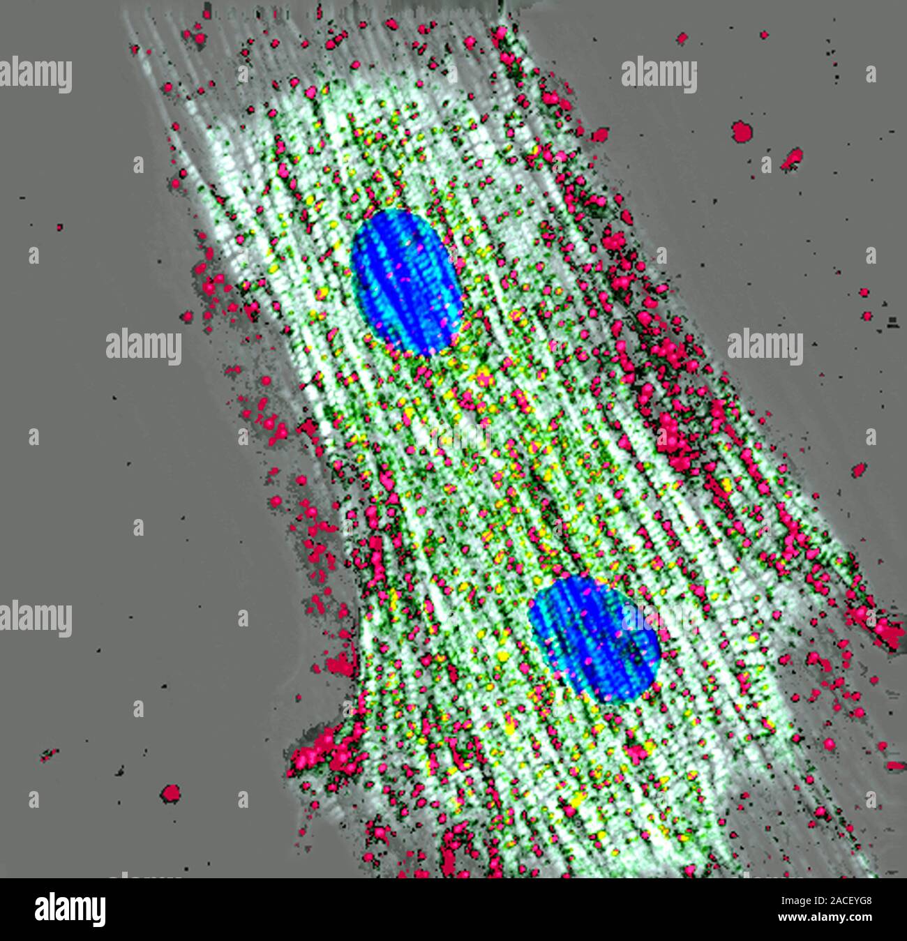 Neuropeptide binding to a heart muscle cell, composite fluorescence ...