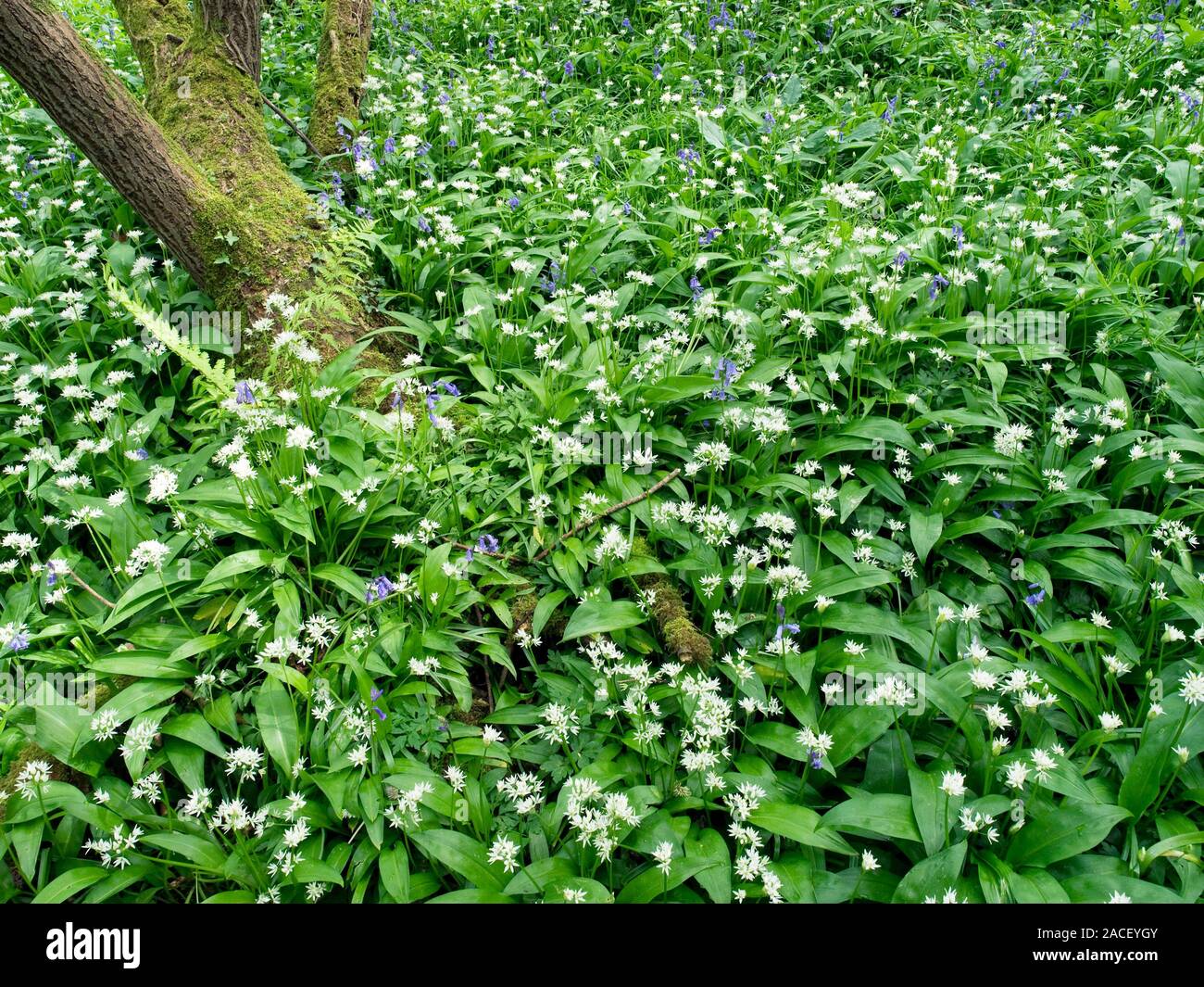 Wild garlic (Allium ursinum) flowers. These flowers bloom in May ...