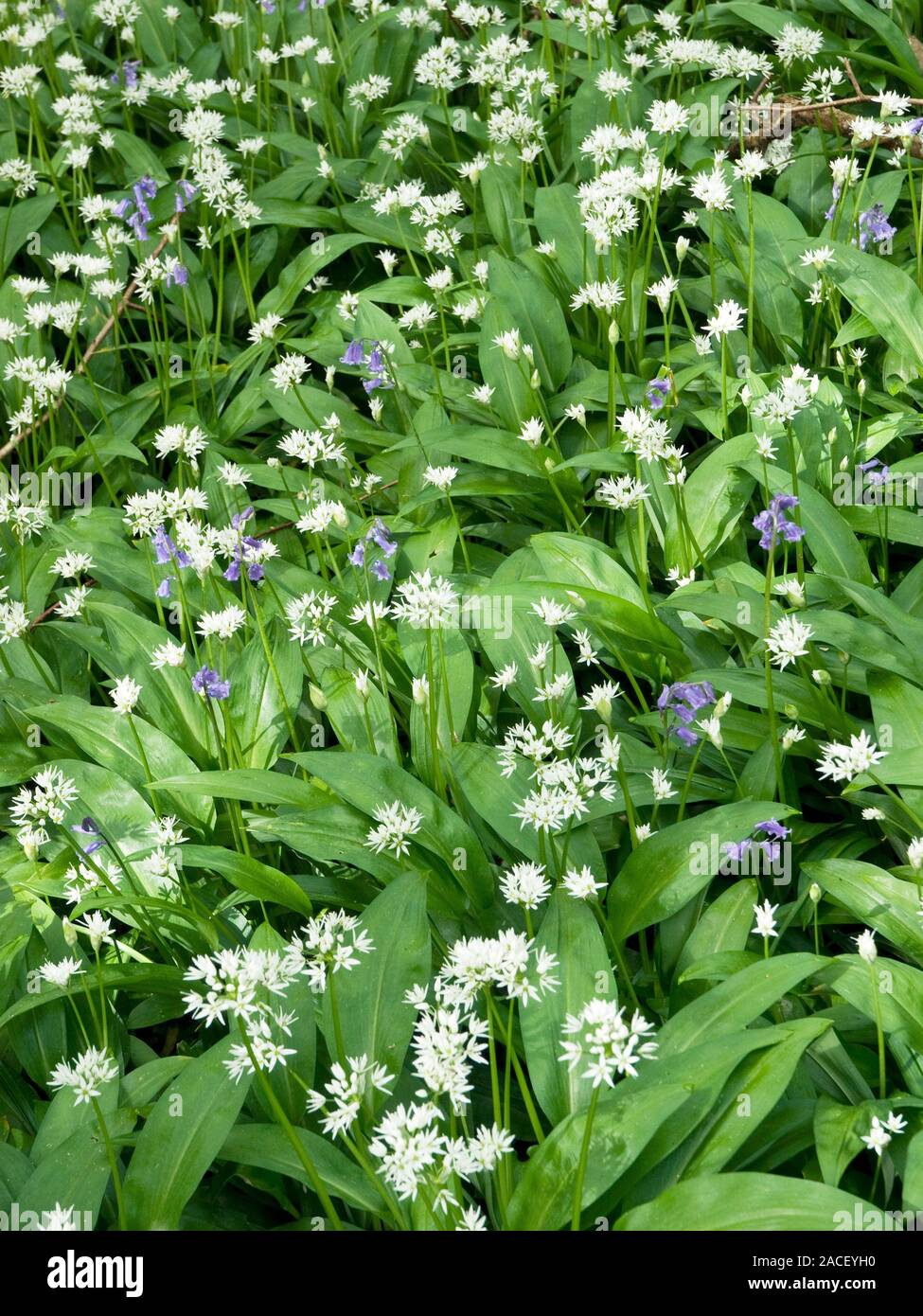 Wild garlic flowers (Allium ursinum). These flowers bloom in May ...