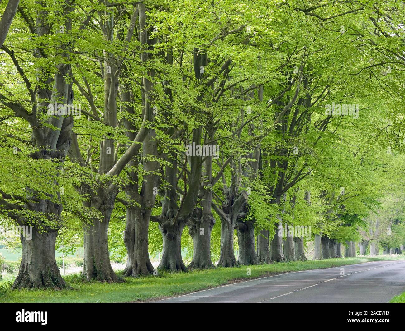 Mature beech trees (Fagus sylvatica) beside a road. This famous avenue ...