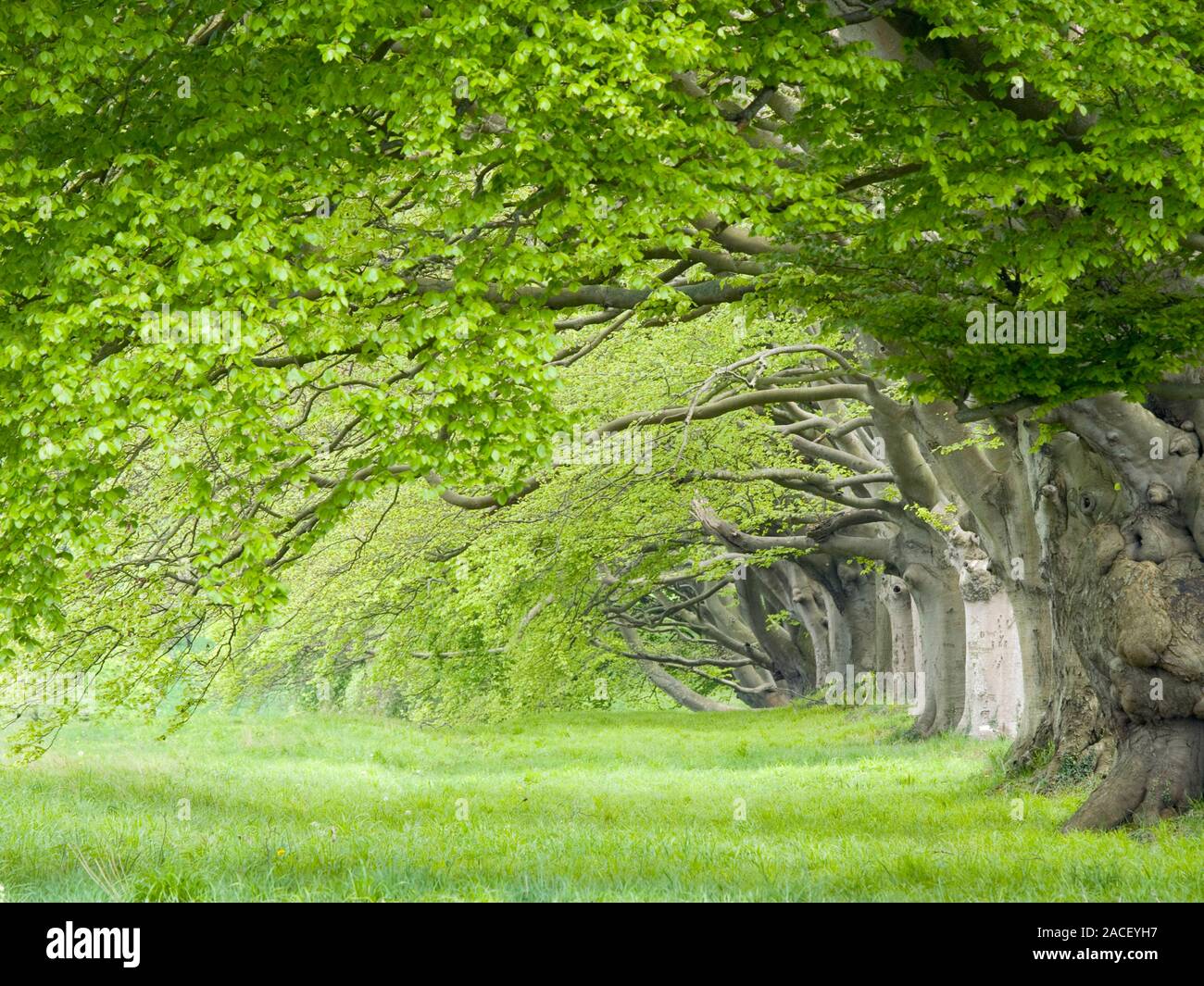 Mature beech trees (Fagus sylvatica) beside a road (not seen). The ...