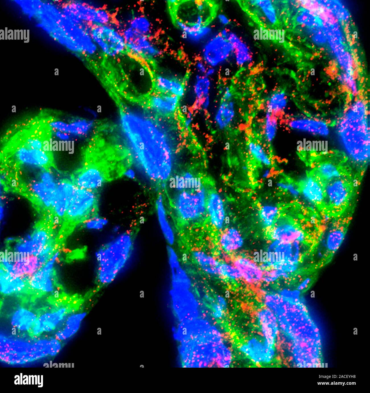 Placental tissue. Fluorescence deconvolution micrograph of a cross ...
