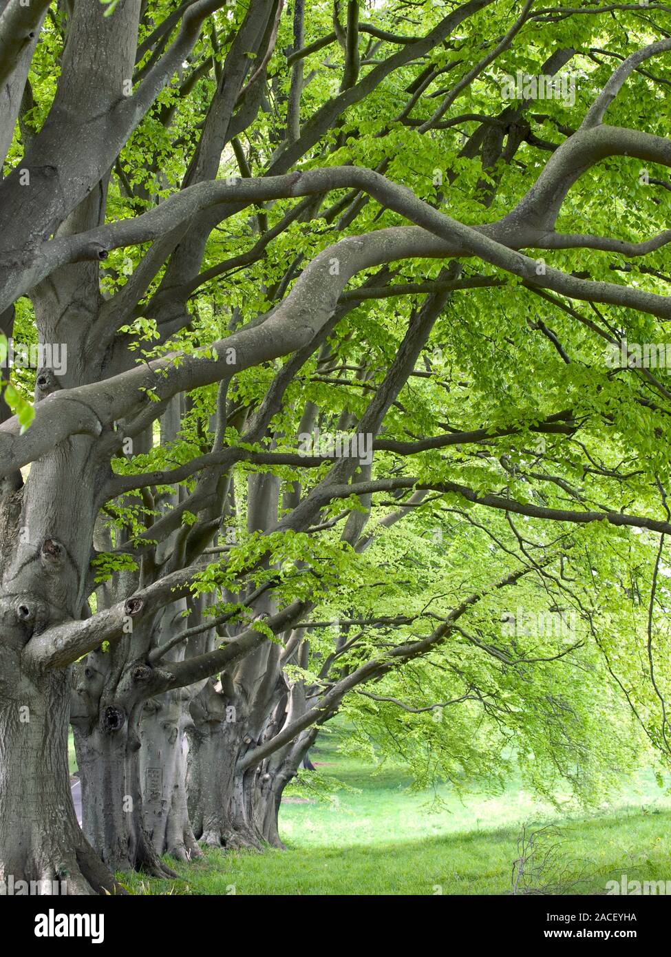 Mature beech trees (Fagus sylvatica) beside a road (not seen). The ...