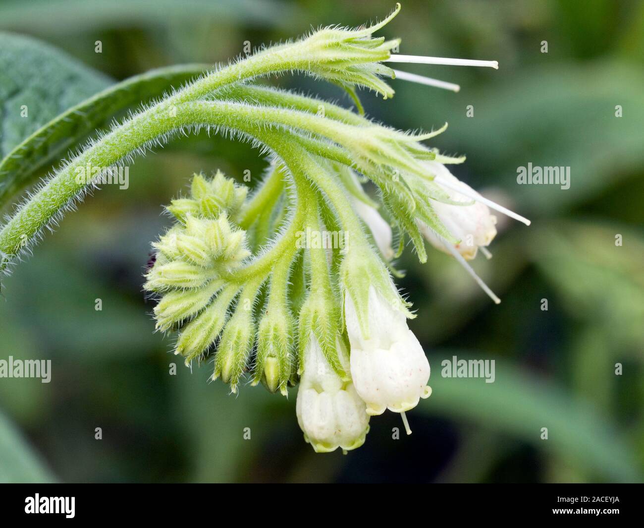 Common comfrey (Symphytum officinale) flowers. Comfrey is a native to ...