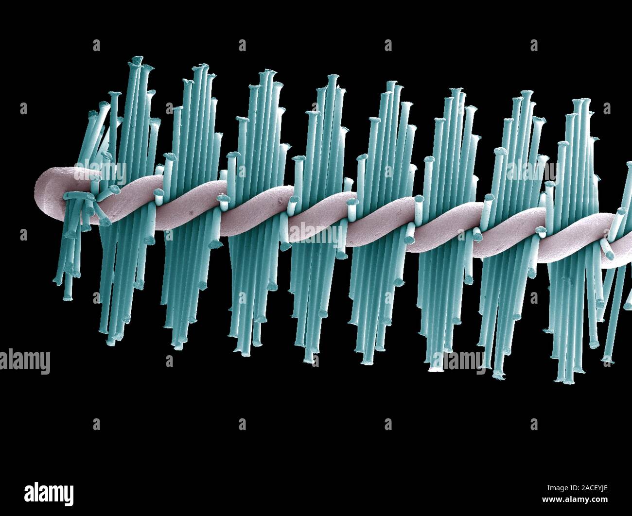 Interdental toothbrush, coloured scanning electron micrograph (SEM ...