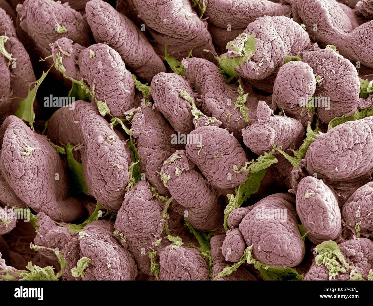 Intestinal villi. Coloured scanning micrograph (SEM) of villi (rounded ...