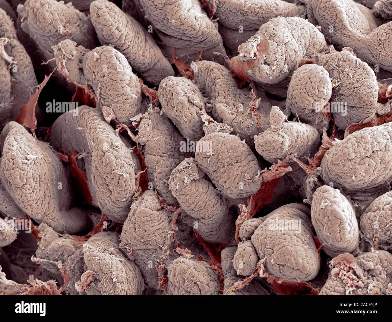 Intestinal villi. Coloured scanning micrograph (SEM) of villi (rounded ...