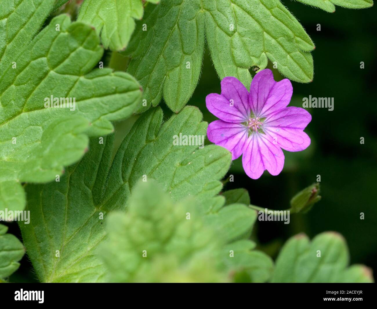 Hedgerow geranium flower (Geranium pyrenaicum Stock Photo - Alamy