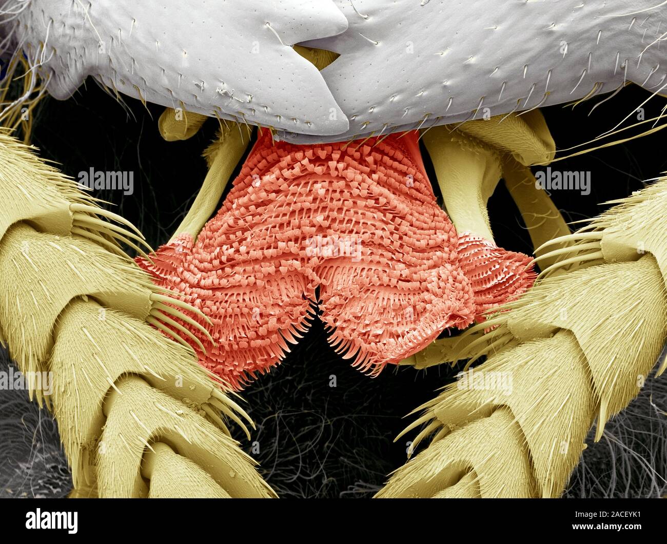 Wasp tongue. Coloured scanning electron micrograph (SEM) of the tongue ...