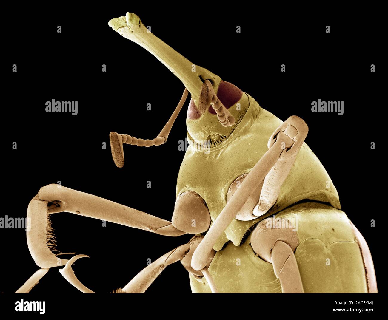 Bamboo shoot weevil (Otidognathus davidis), coloured scanning electron ...