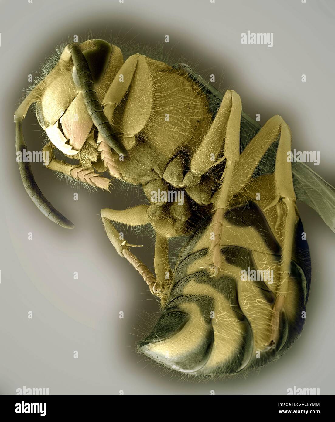 Common wasp (Vespula vulgaris), coloured scanning electron micrograph ...