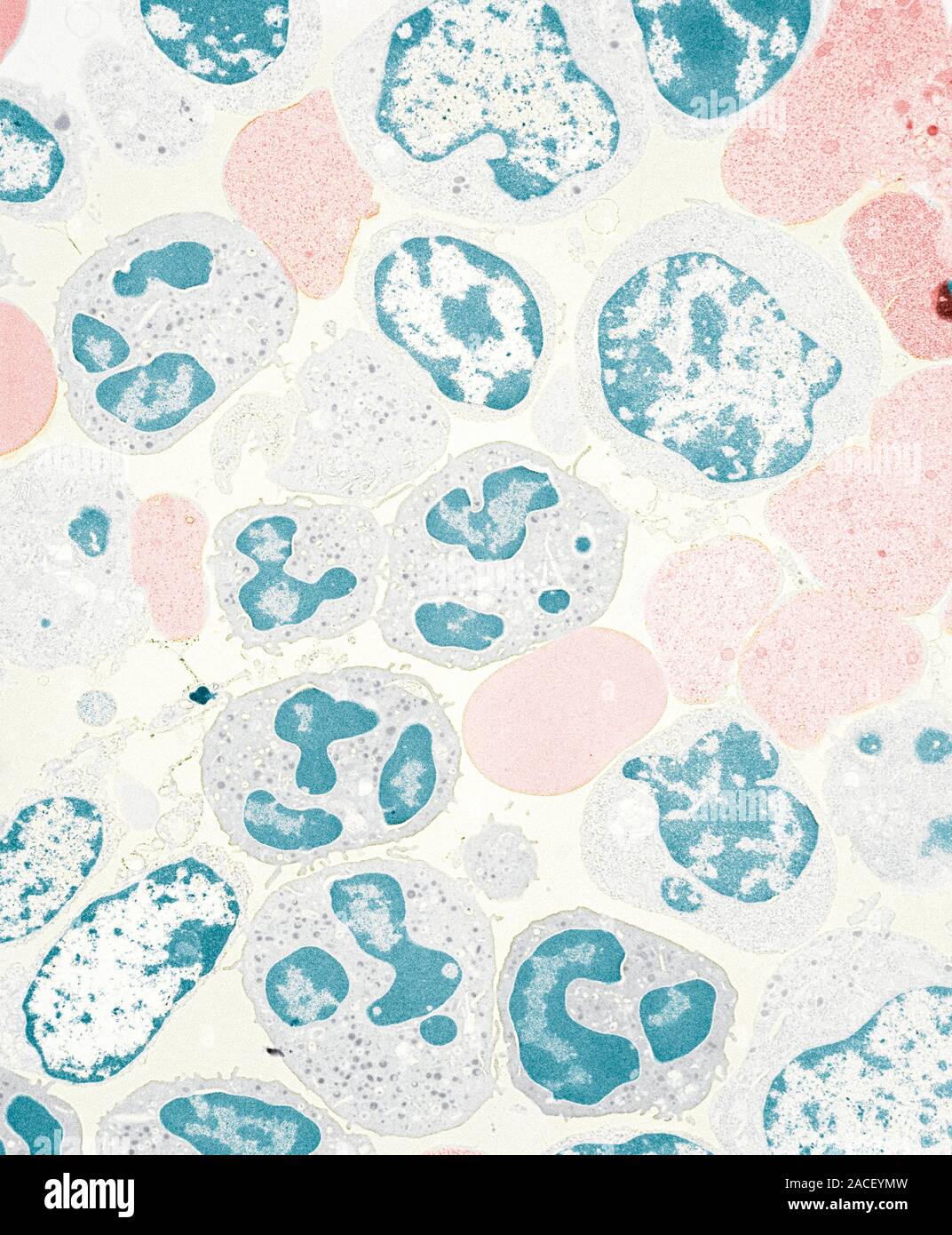 Bone marrow cells, coloured transmission electron micrograph (TEM ...