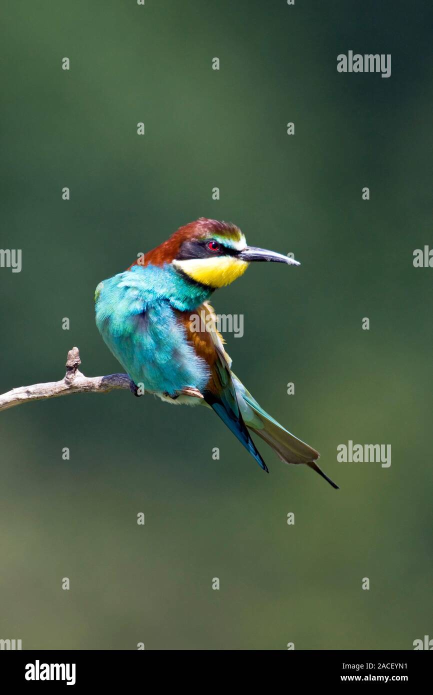 Bee-eater (family Meropidae). Most of the birds in this family are ...