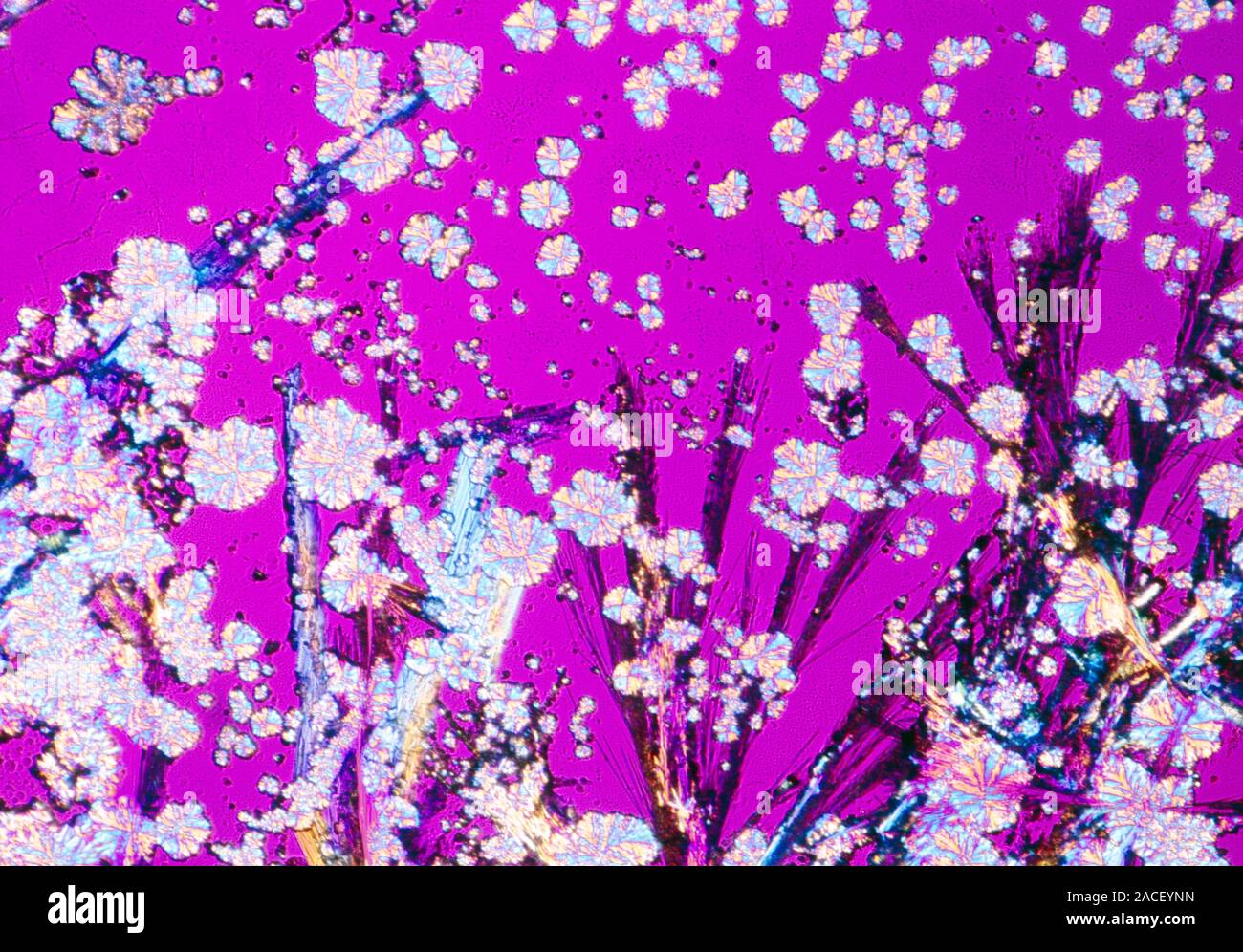 Cocaine drug crystals. Polarised light micrograph of crystals of ...