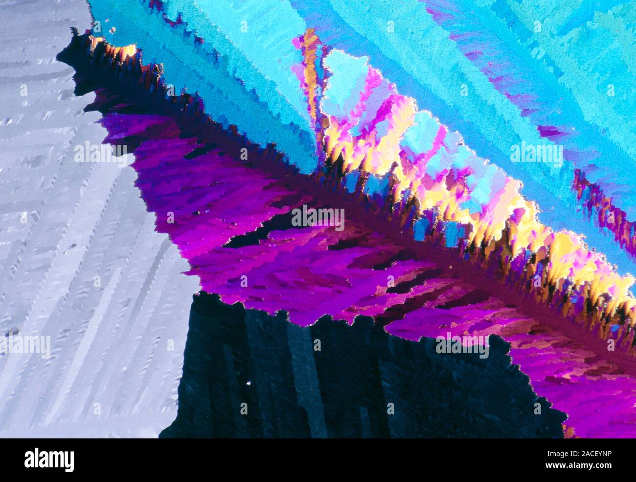 Caffeine crystals. Polarised light micrograph of crystals of caffeine ...