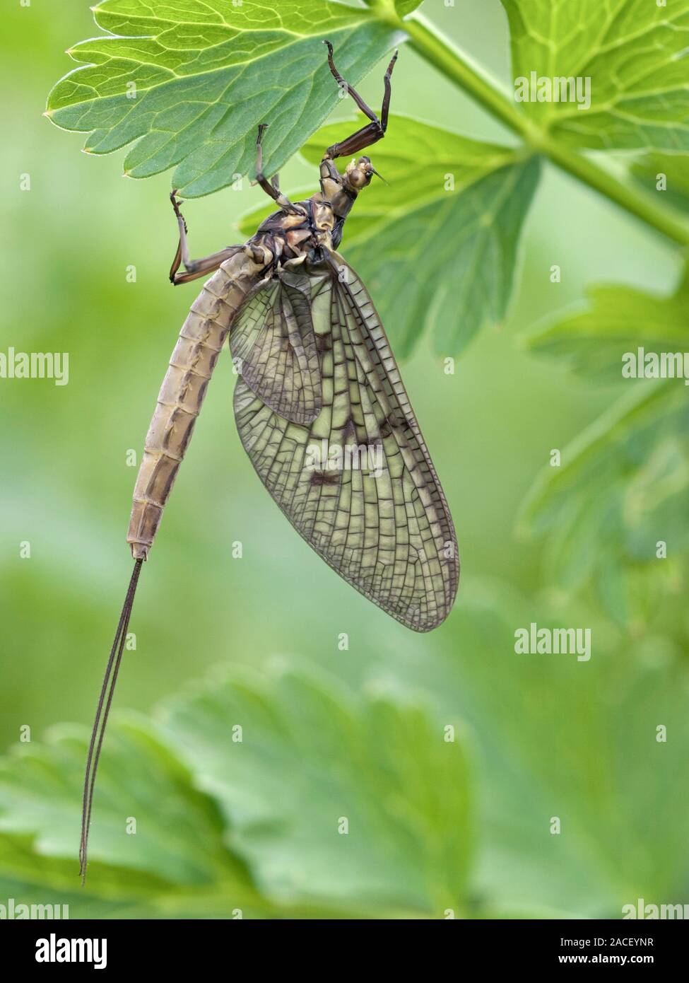 Female mayfly. This mayfly (order Ephemeroptera) is in its first stage ...