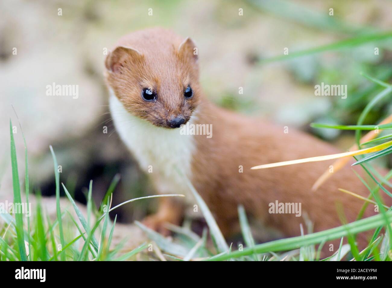 Weasel (Mustela nivalis) amongst grass. The full name of this animal ...