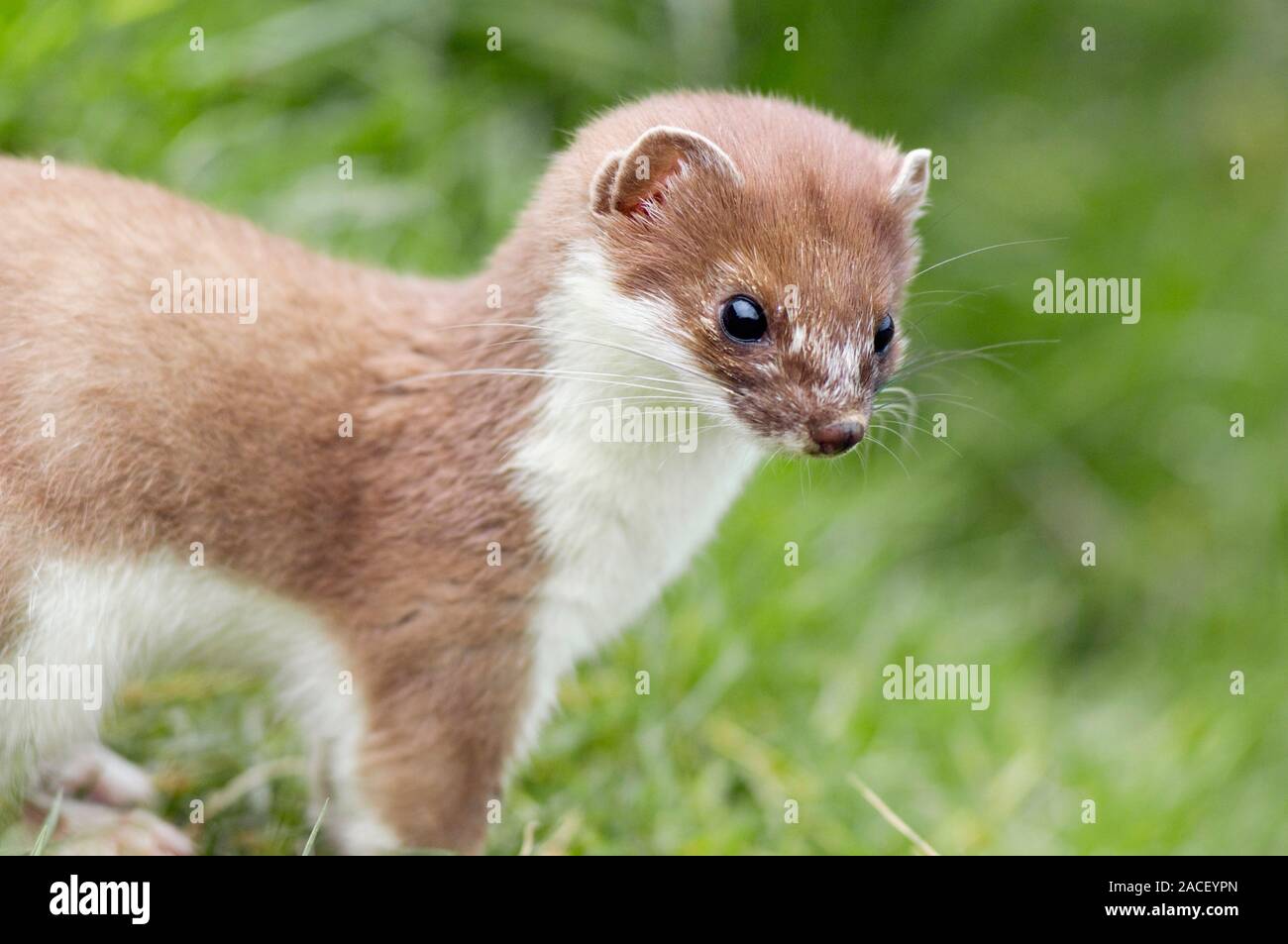 Stoat (Mustela erminea). Stoats are carnivorous mammals found ...