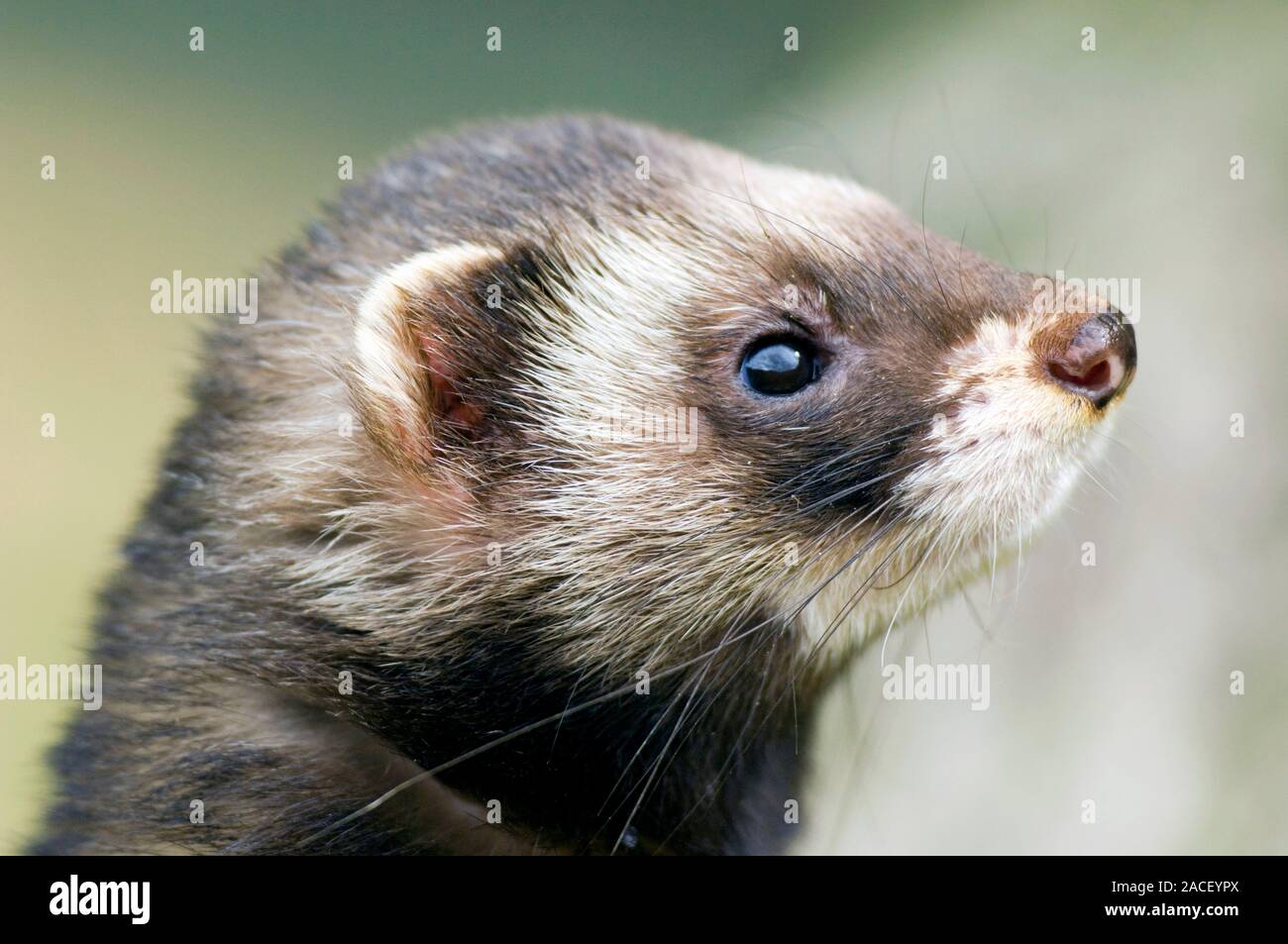 European polecat (Mustela putorius). Polecats are largely carnivorous, feeding on small mammals ...