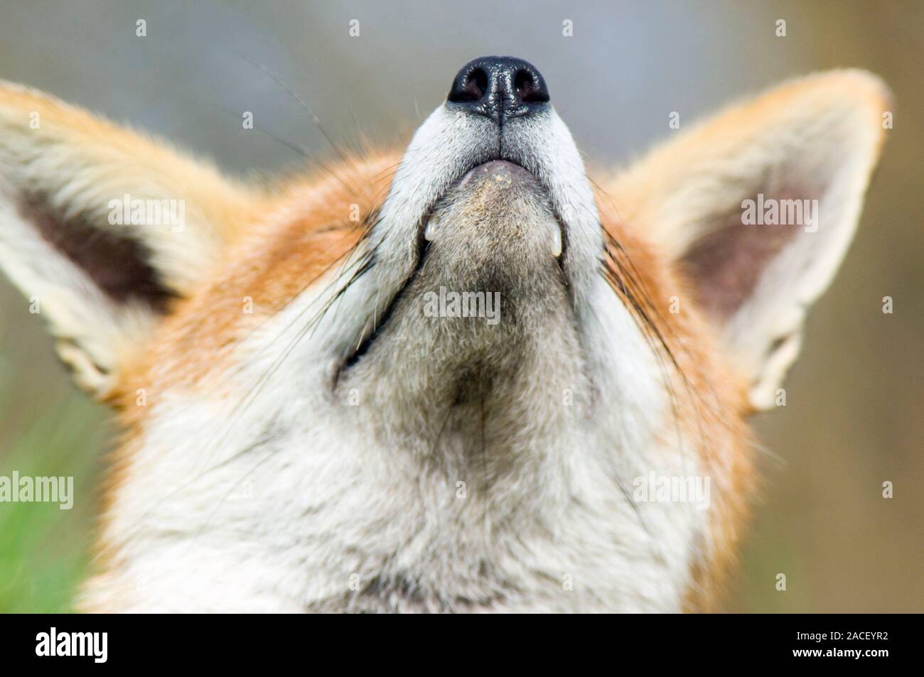 Red fox (Vulpes vulpes) looking up. The long canine teeth (white) can ...
