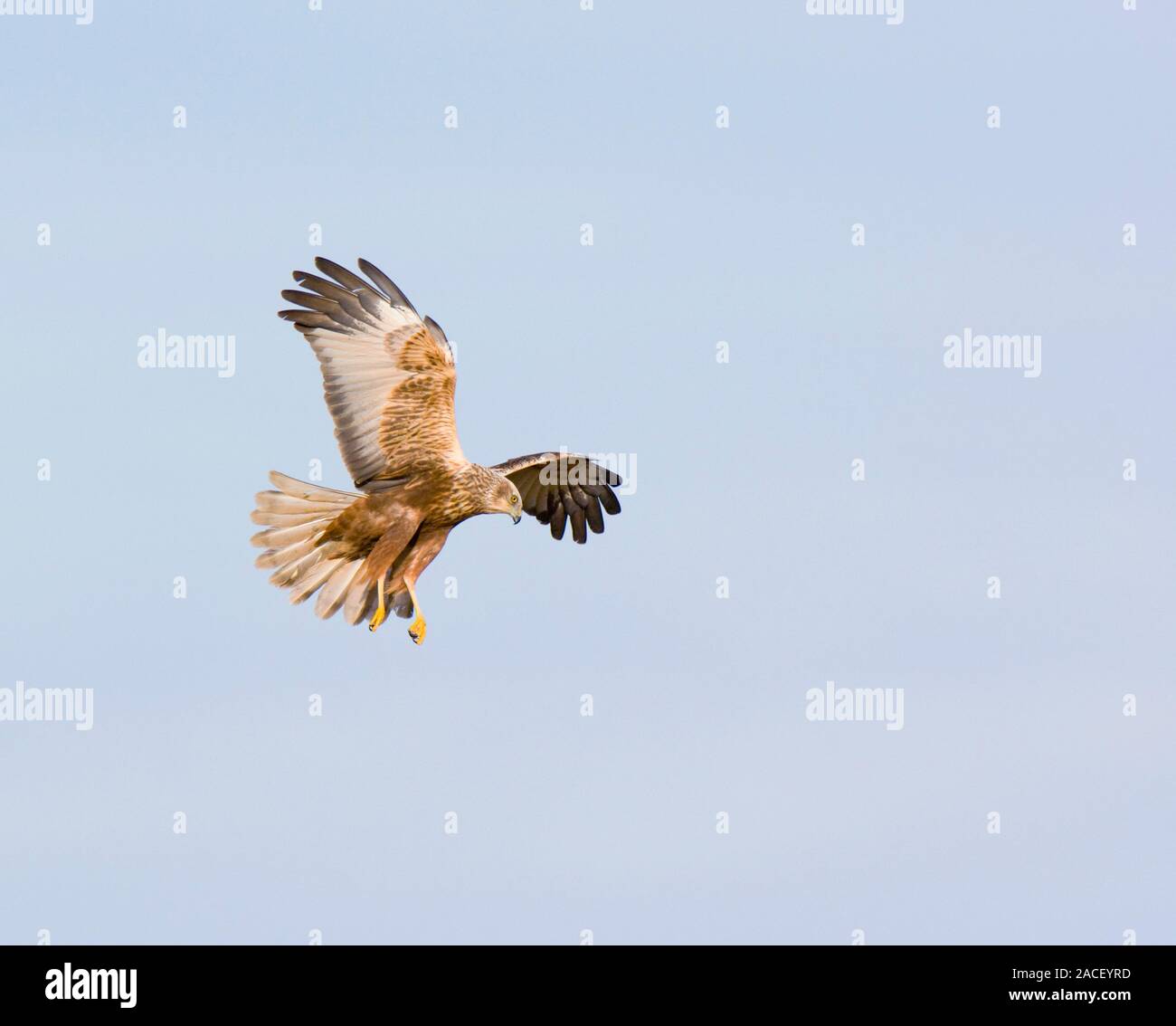 Marsh harrier (Circus aeruginosus) hunting. Marsh harriers are birds of ...