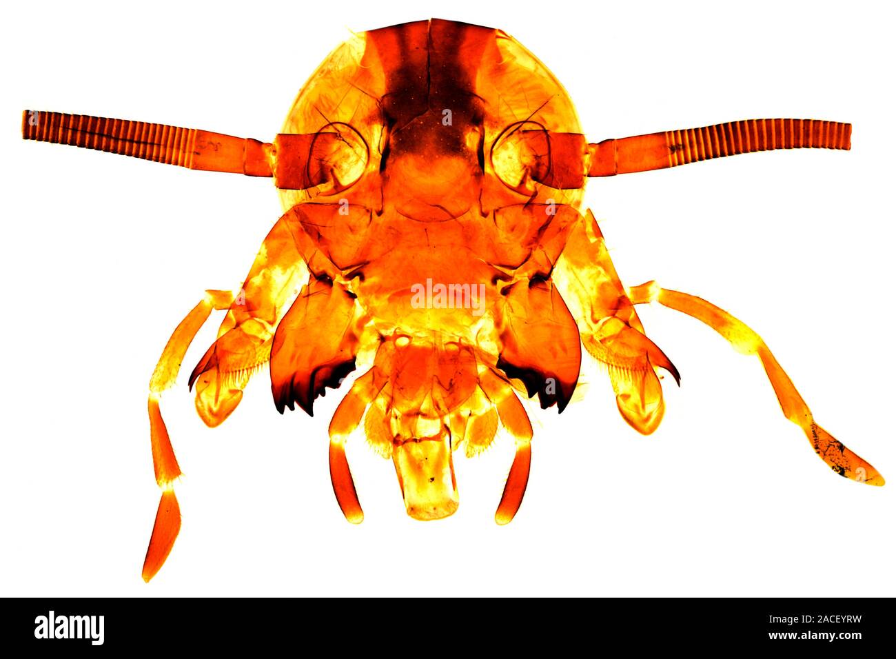 Cockroach's head. Light micrograph of the head and mouthparts of the ...
