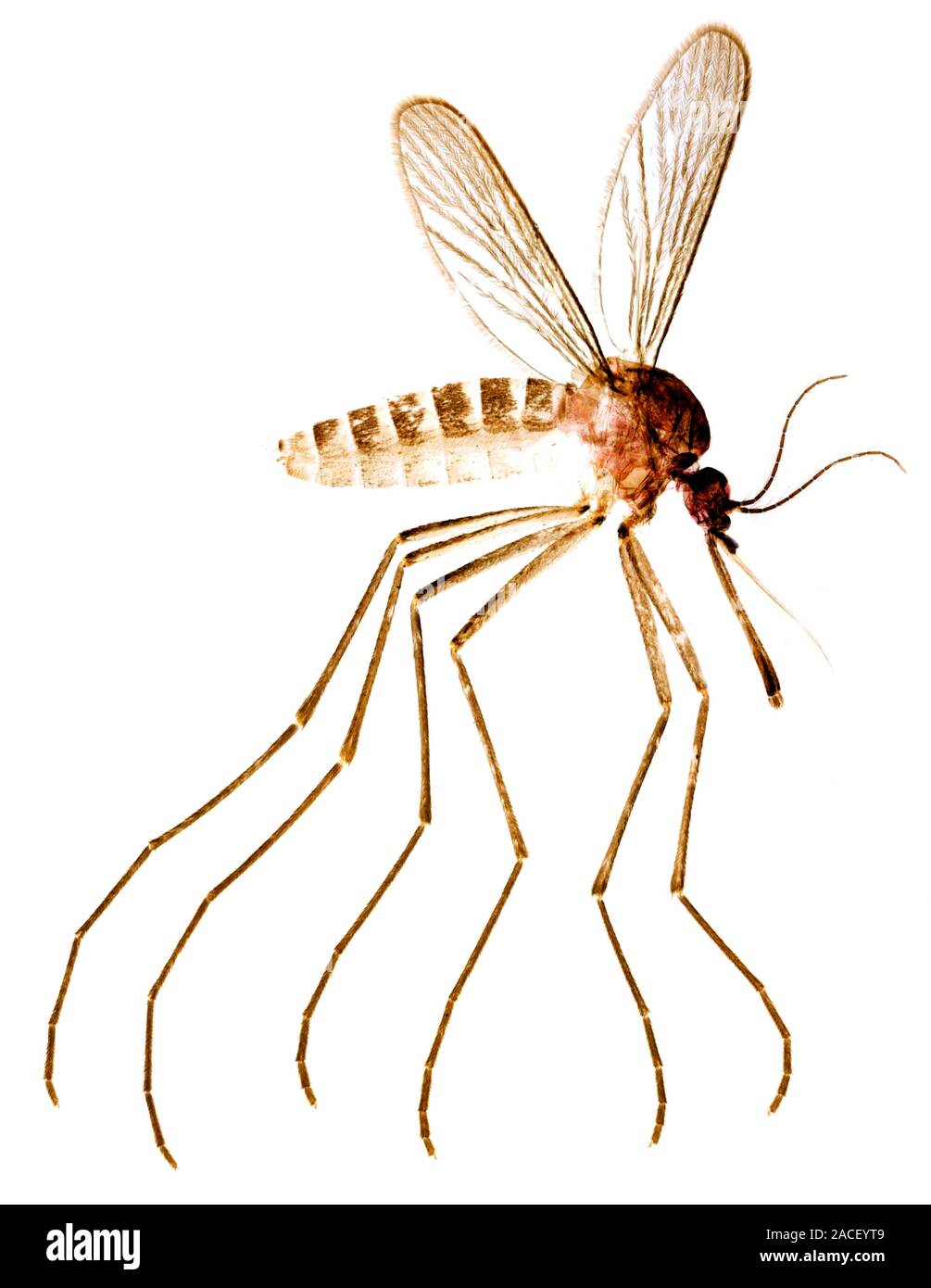Gnat (Culex pipiens), light micrograph. The gnat's body has three major ...