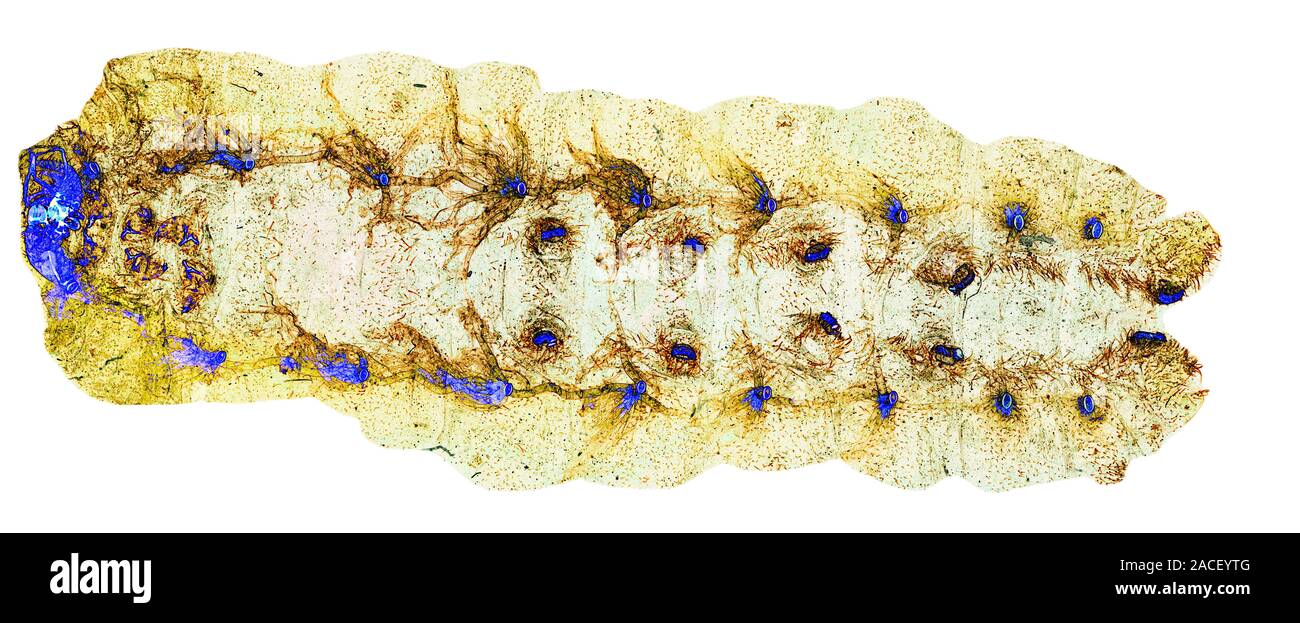 Whole caterpillar skin, light micrograph. The blue structures, from ...
