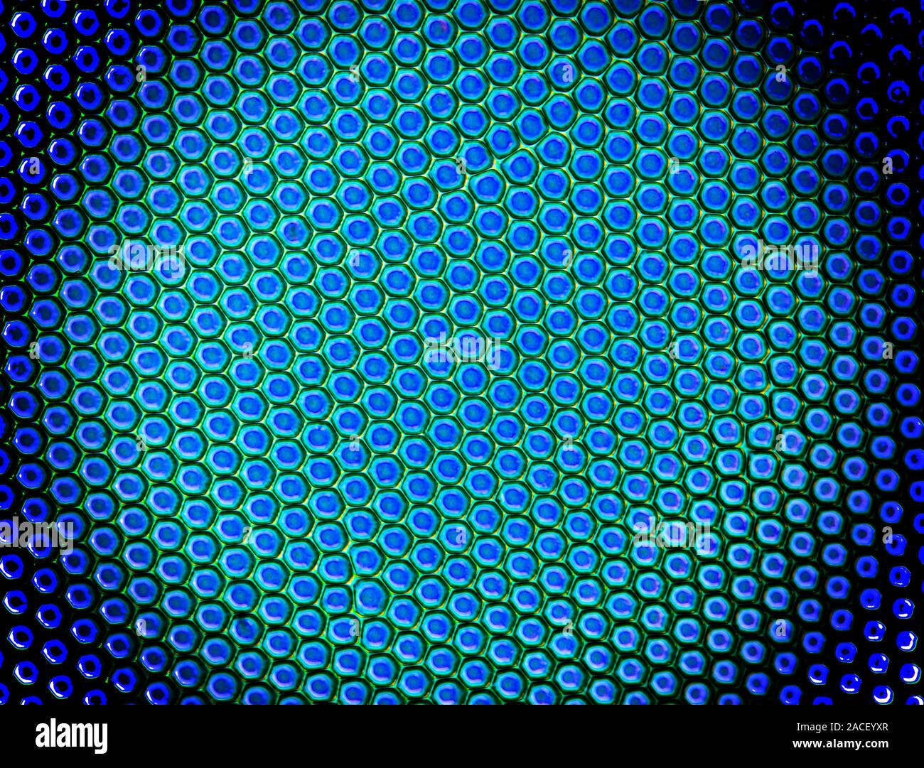 Beetle compound eye. Polarised light micrograph of a portion of the ...