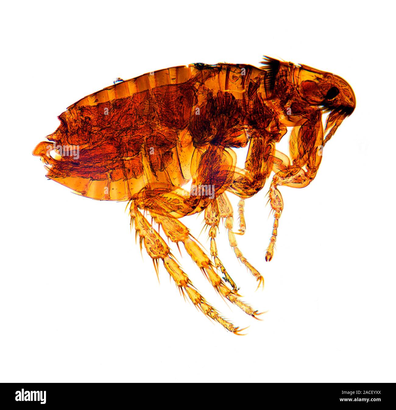 Male flea. Polarised light micrograph of the whole body of a male Pulex ...