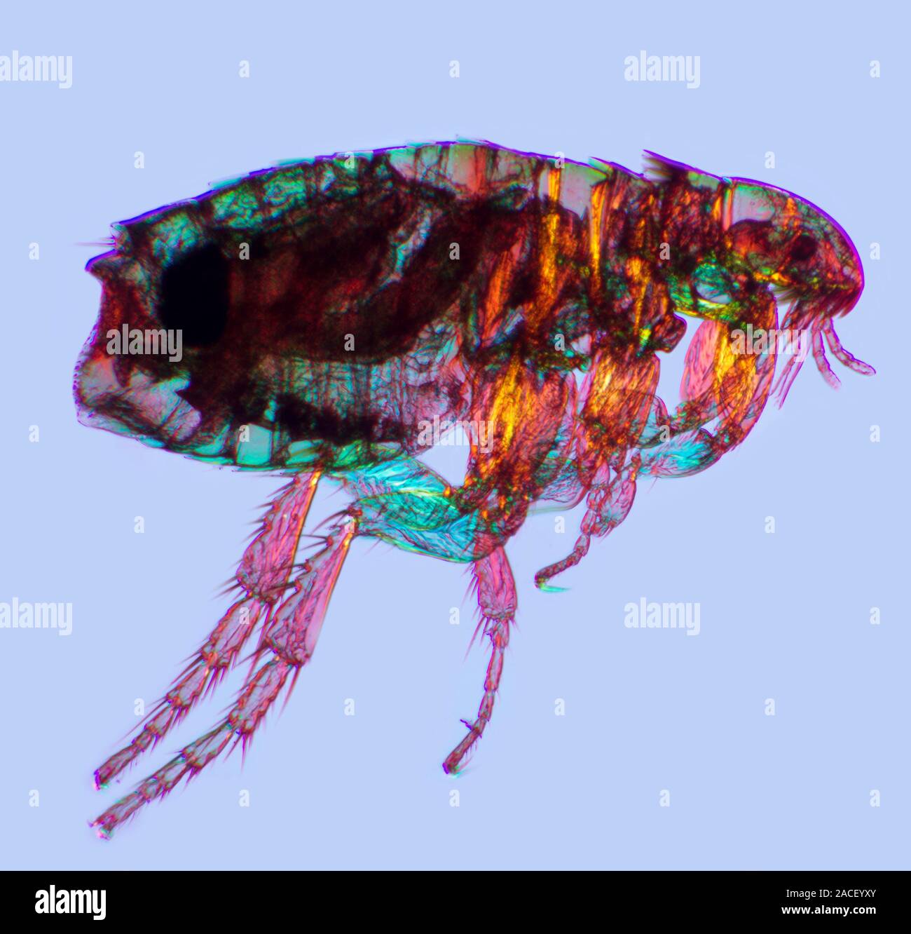 Female flea. Polarised light micrograph of the whole body of a female ...