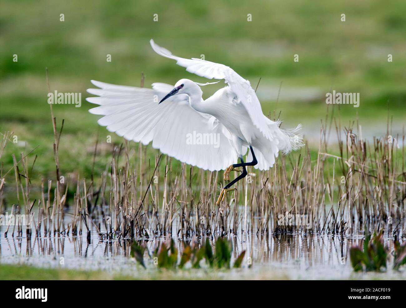 Little egret (Egretta garzetta) landing in a marsh. This small white ...