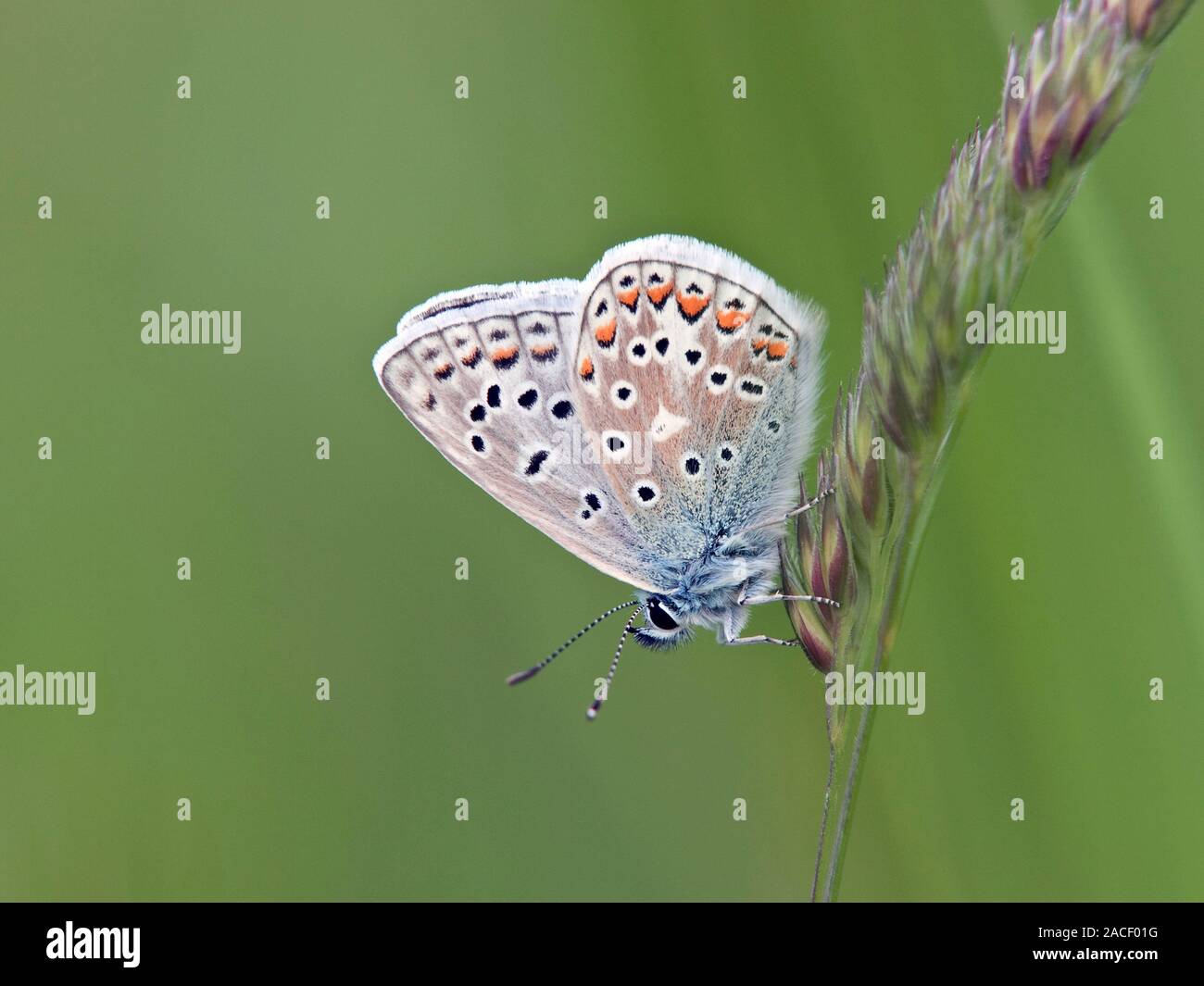 Common blue butterfly (Polyommatus icarus) showing the typical head ...
