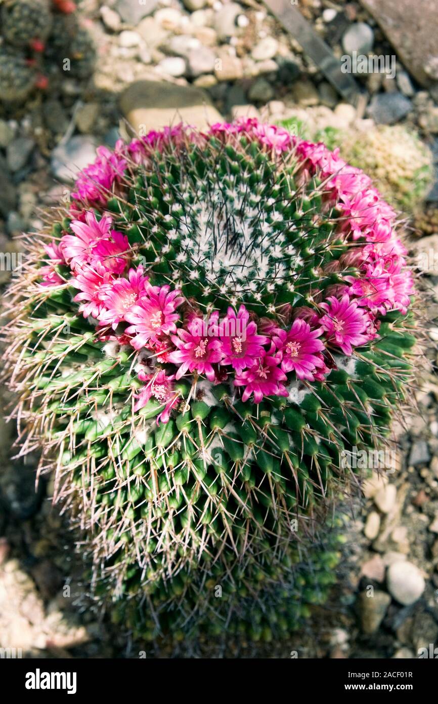 Globe cactus (Mammillaria zuccariniana) in flower. This cactus is also ...