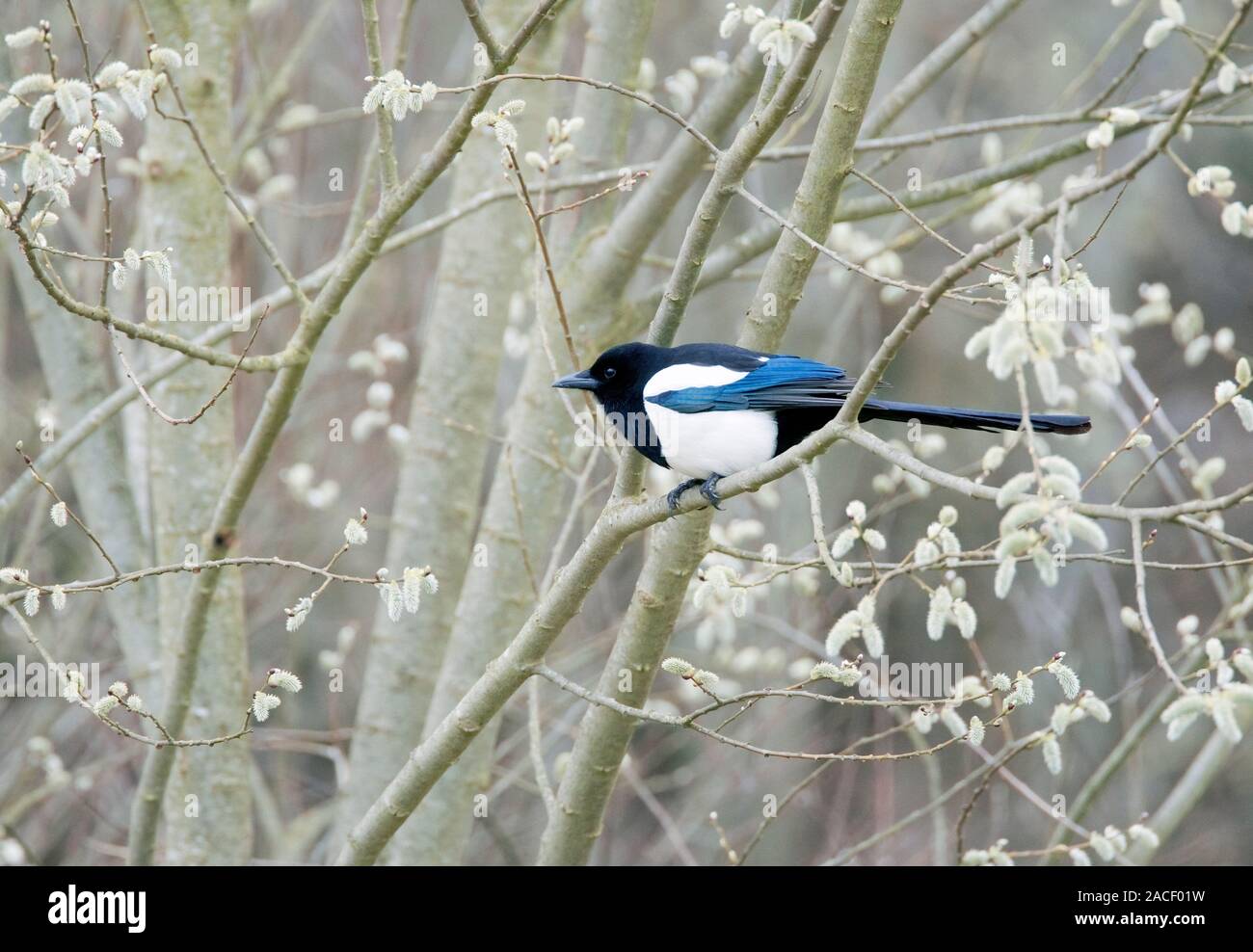 European magpie (Pica pica) on a branch. This bird is found throughout ...