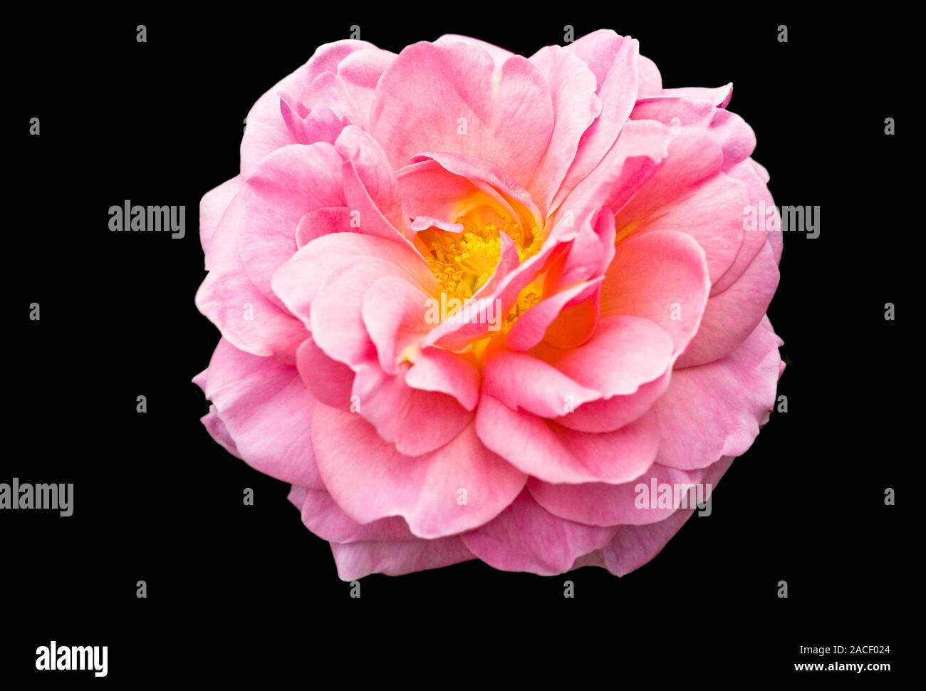 Rose (Rosa 'Aloha') flower Stock Photo - Alamy