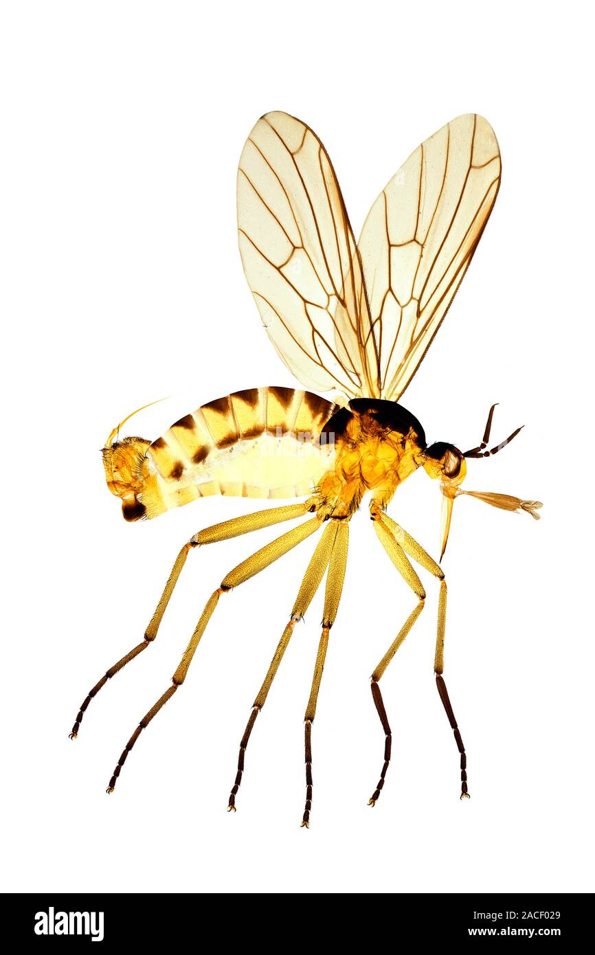 Assassin fly (Empis stercorea), light micrograph. The body of the fly ...