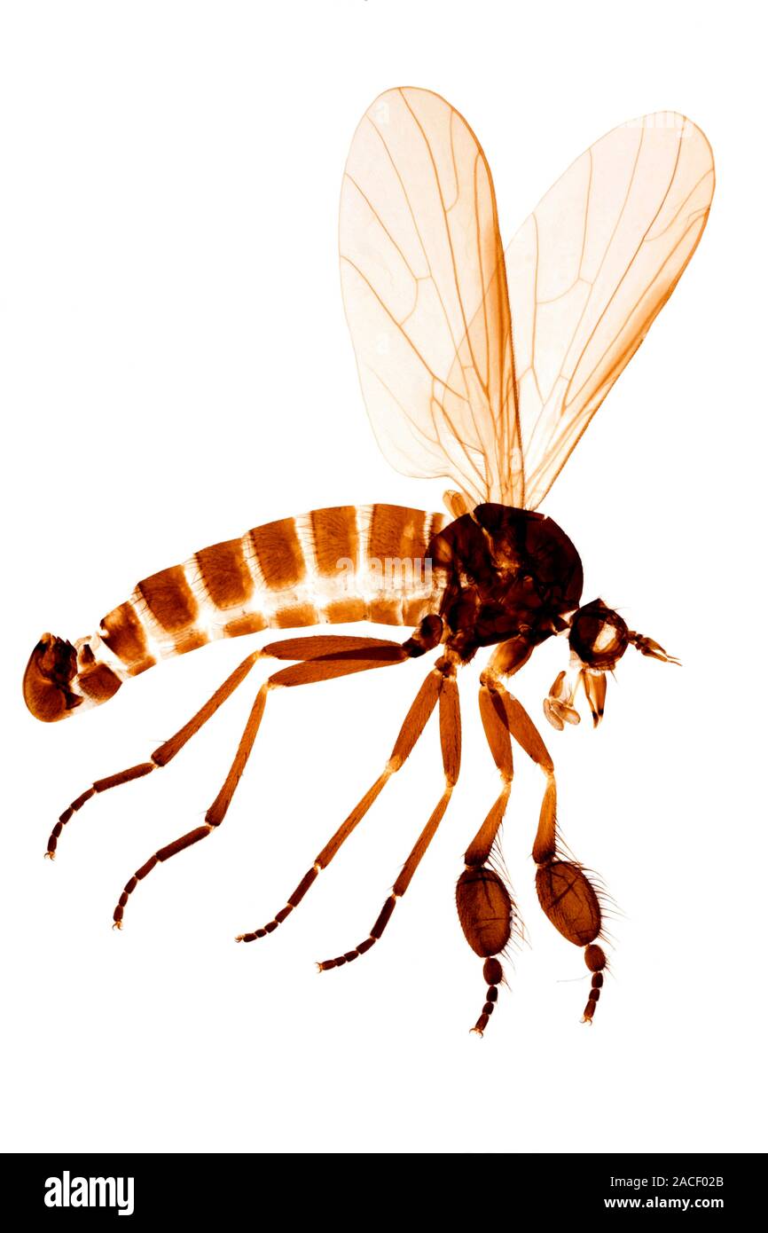 Male assassin fly. Light micrograph of the whole body of a male ...